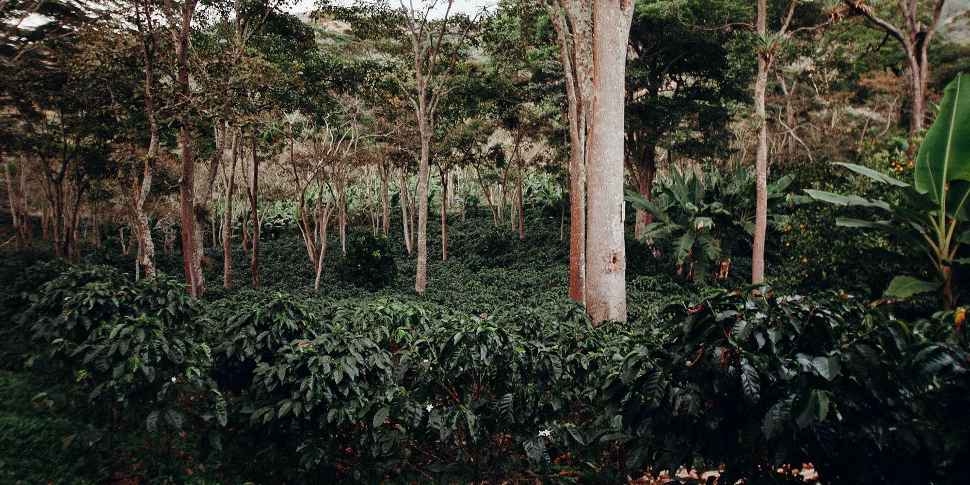 Is Your Coffee Cool? – Purity Coffee