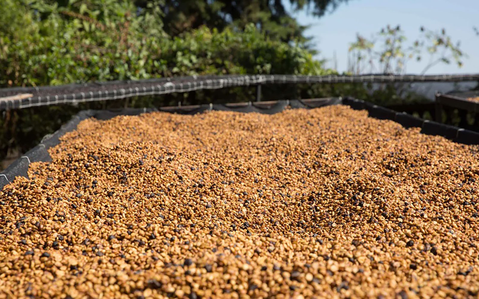 What is Honeyed Coffee and is Honey Processing a Sustainable Practice ...