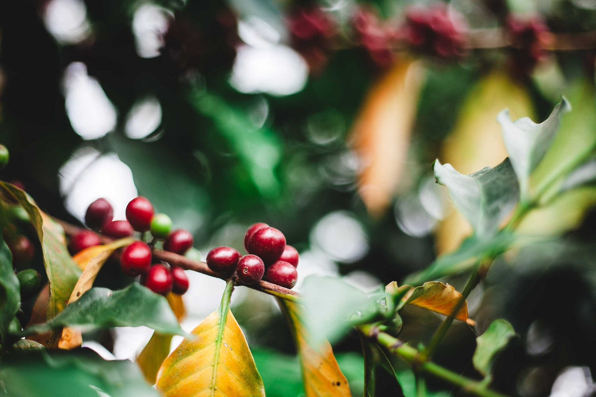 Organic Coffee | Shop High Antioxidant Coffee Online - Purity Coffee